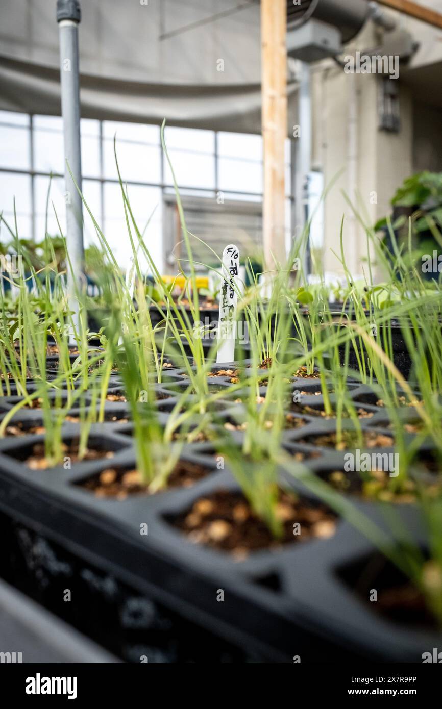 A budding plant in the Flemo Farm association's shared garden in a ...