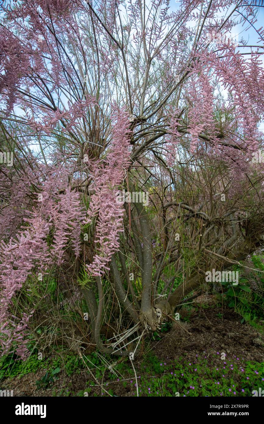 Beautiful Tamarix tree in full pink bloom during springtime, set in a ...