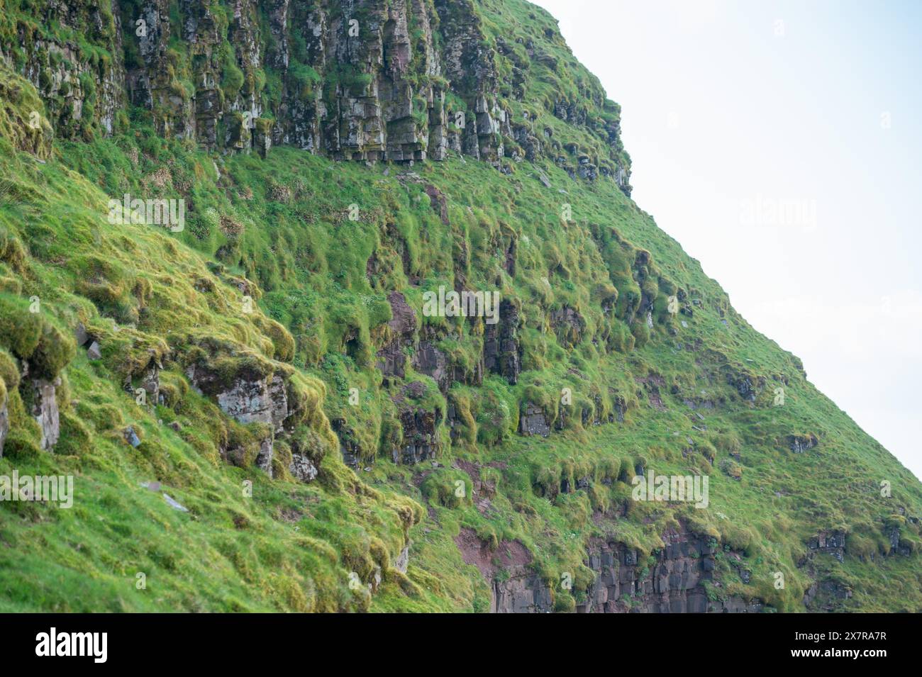 Sea campion and roseroot growing on inaccessible ledge on north-east ...