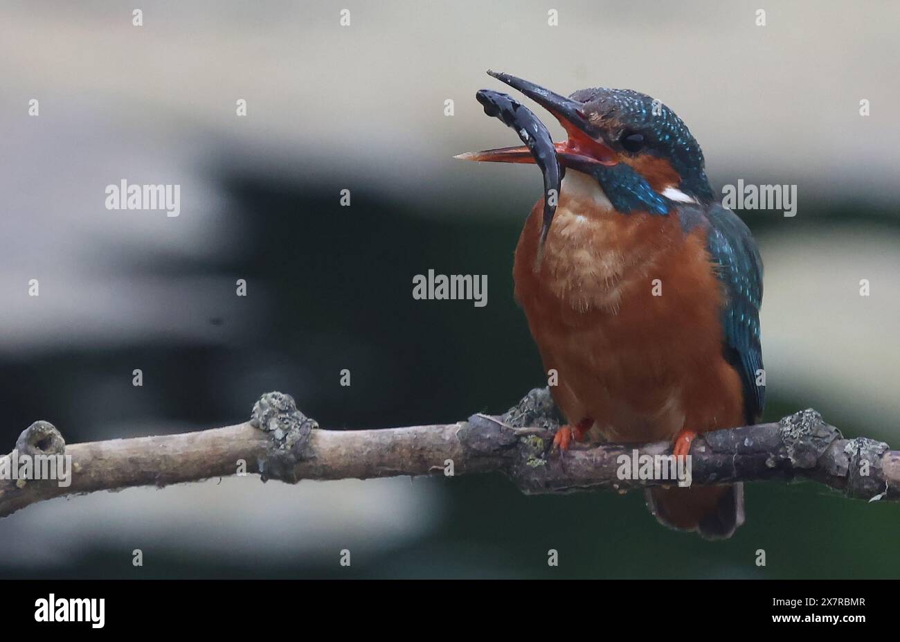 Kingfisher with fish at RSPB Rainham Marshes Nature Reserve , Purfleet ...