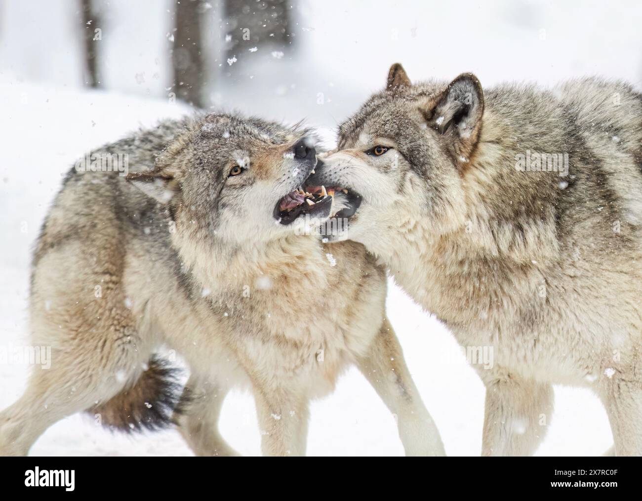Two Timber wolves or grey wolves Canis lupus isolated on white ...