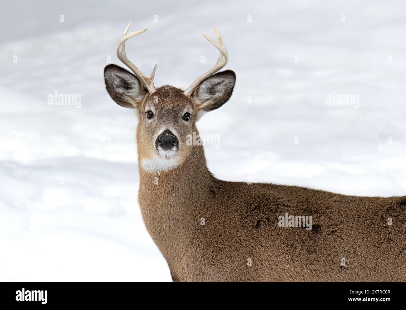 White-tailed deer buck isolated on white background standing in the ...