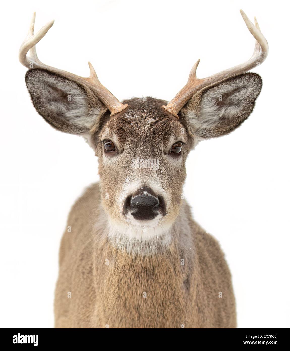White-tailed deer buck isolated on white background standing in the ...