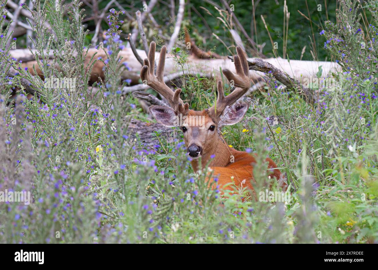 White-tailed deer buck with velvet antlers resting in a meadow in the ...