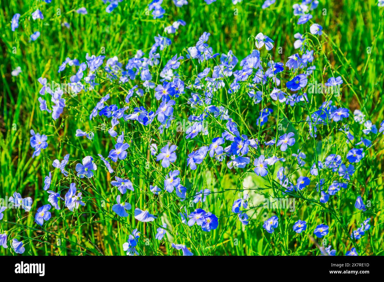 Steppe flax hi-res stock photography and images - Alamy
