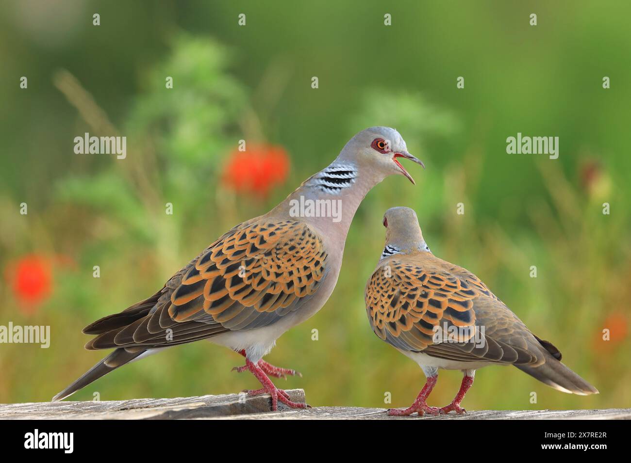 European turtle dove, Streptopelia turtur, couple of birds in love ...