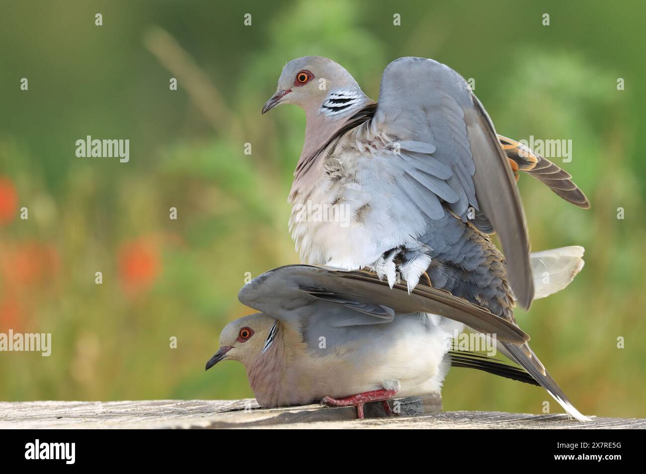 European turtle dove, Streptopelia turtur, couple of birds in love ...