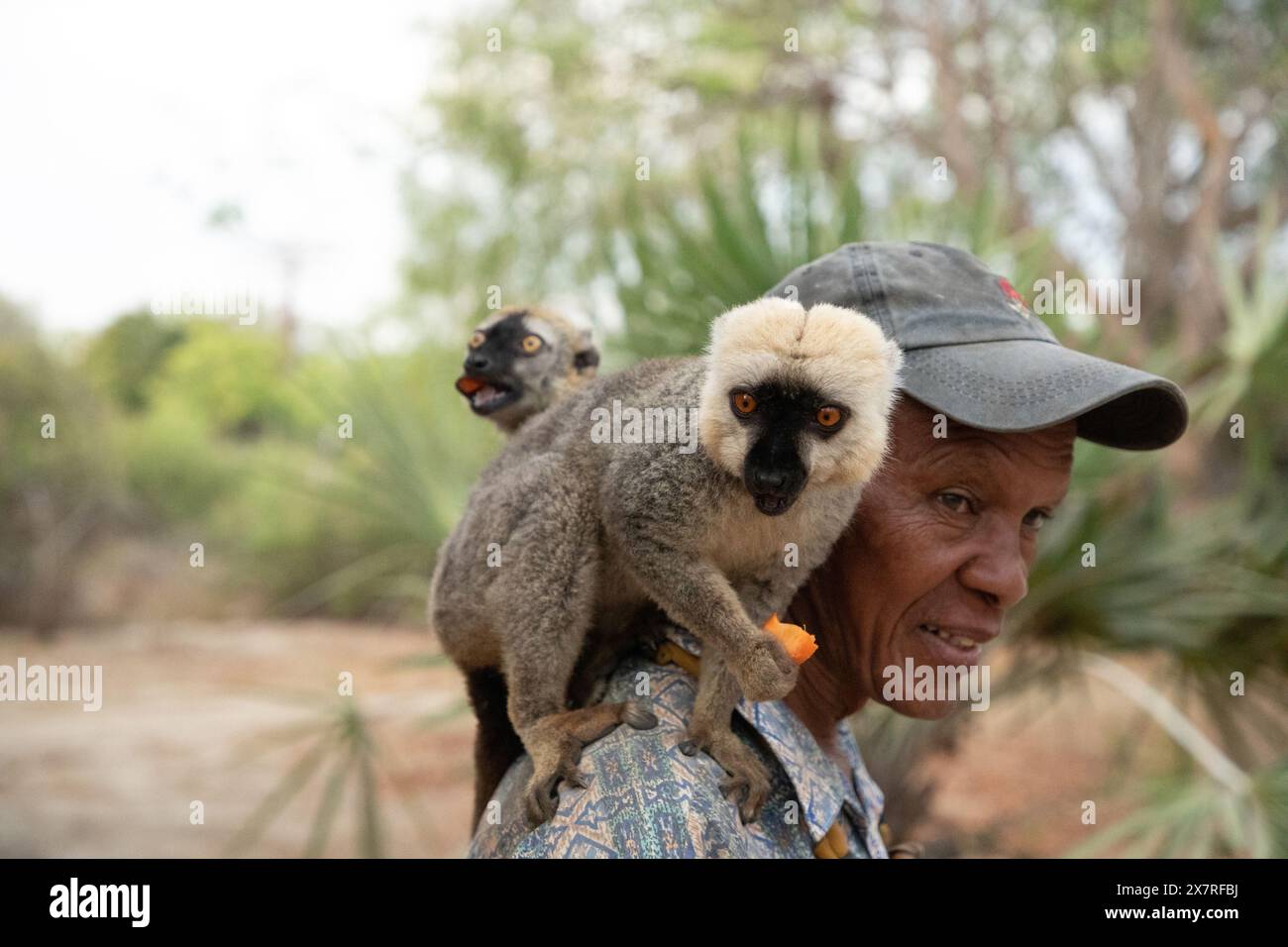 Madagascar. 19 october 2023. flock of brown lemurs takes food from a ...