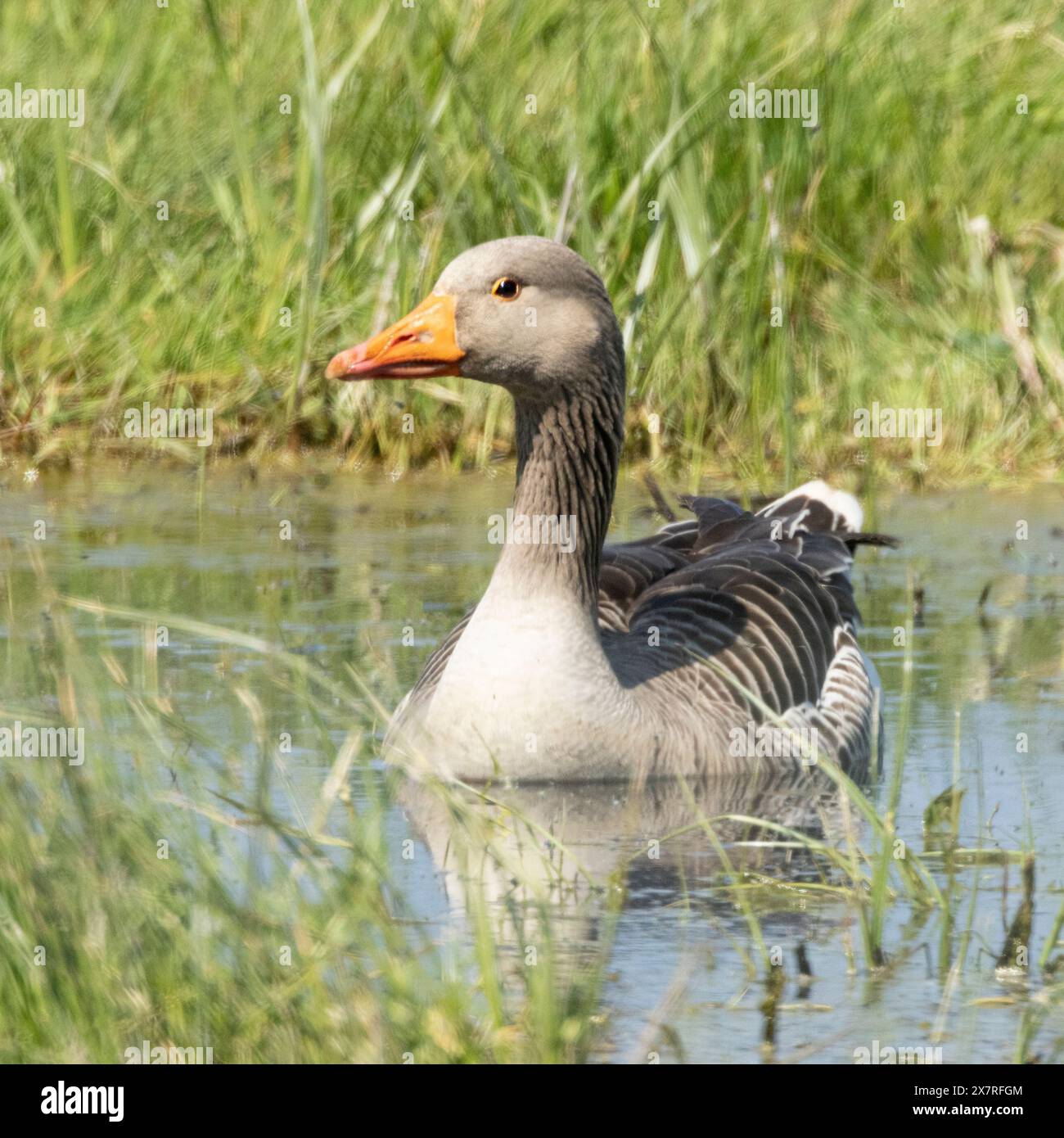 Greylag Goose, Norfolk, Uk Stock Photo - Alamy