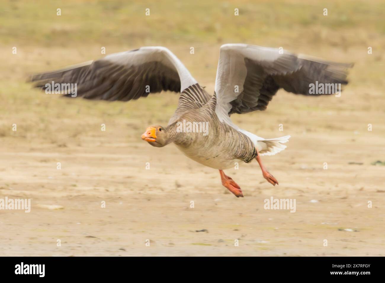 Greylag Goose, Norfolk, Uk Stock Photo - Alamy