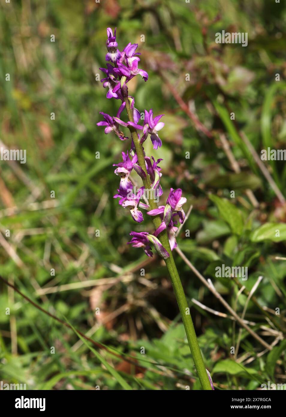 Early Purple Orchid, Orchis mascula, Orchidaceae Oxfordshire, UK Stock ...