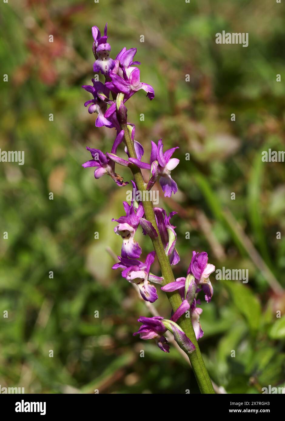 Early Purple Orchid, Orchis mascula, Orchidaceae Oxfordshire, UK Stock ...