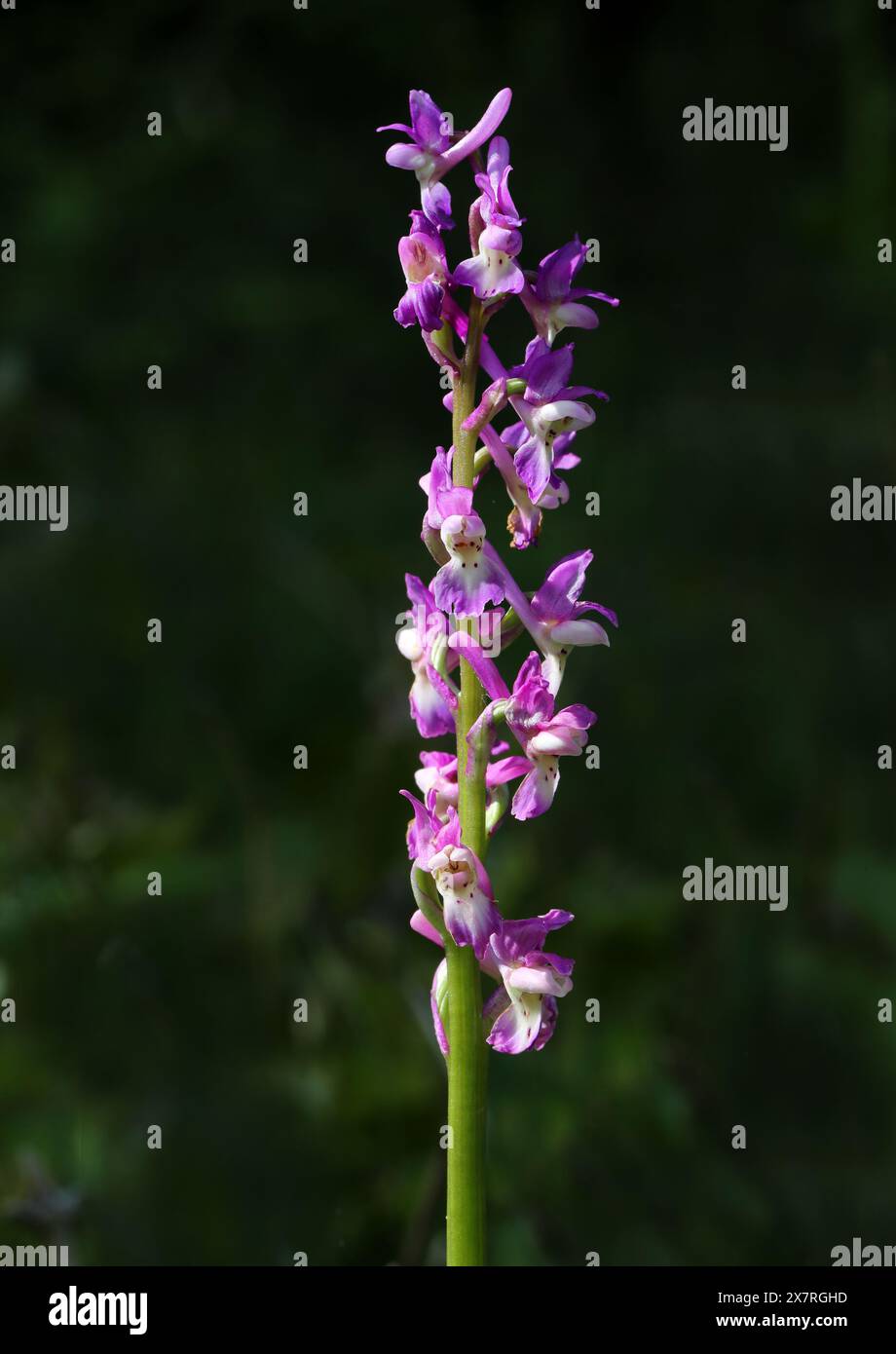 Early Purple Orchid, Orchis mascula, Orchidaceae Oxfordshire, UK Stock ...