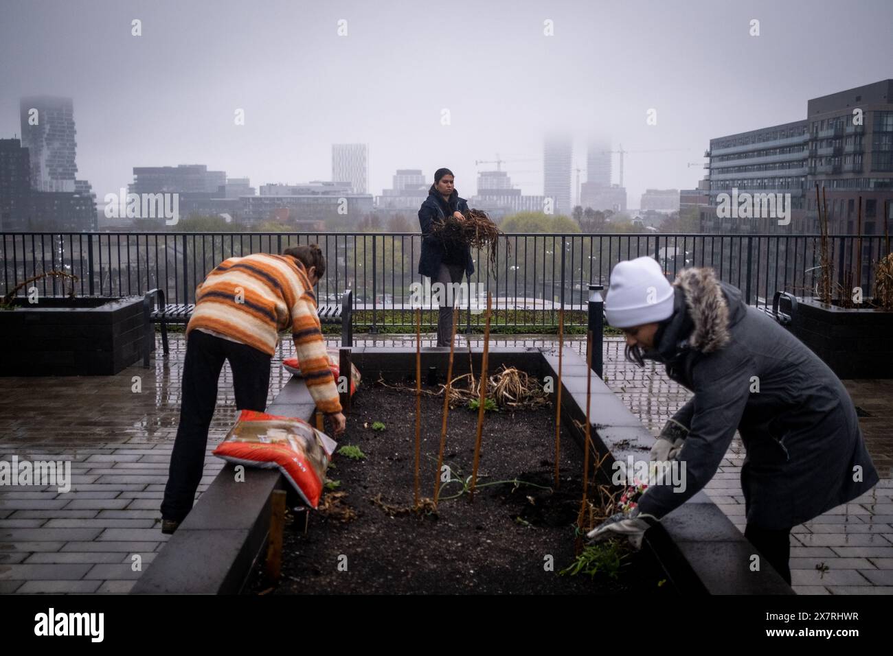 A woman pulling weeds in the shared community garden on the terrace of ...