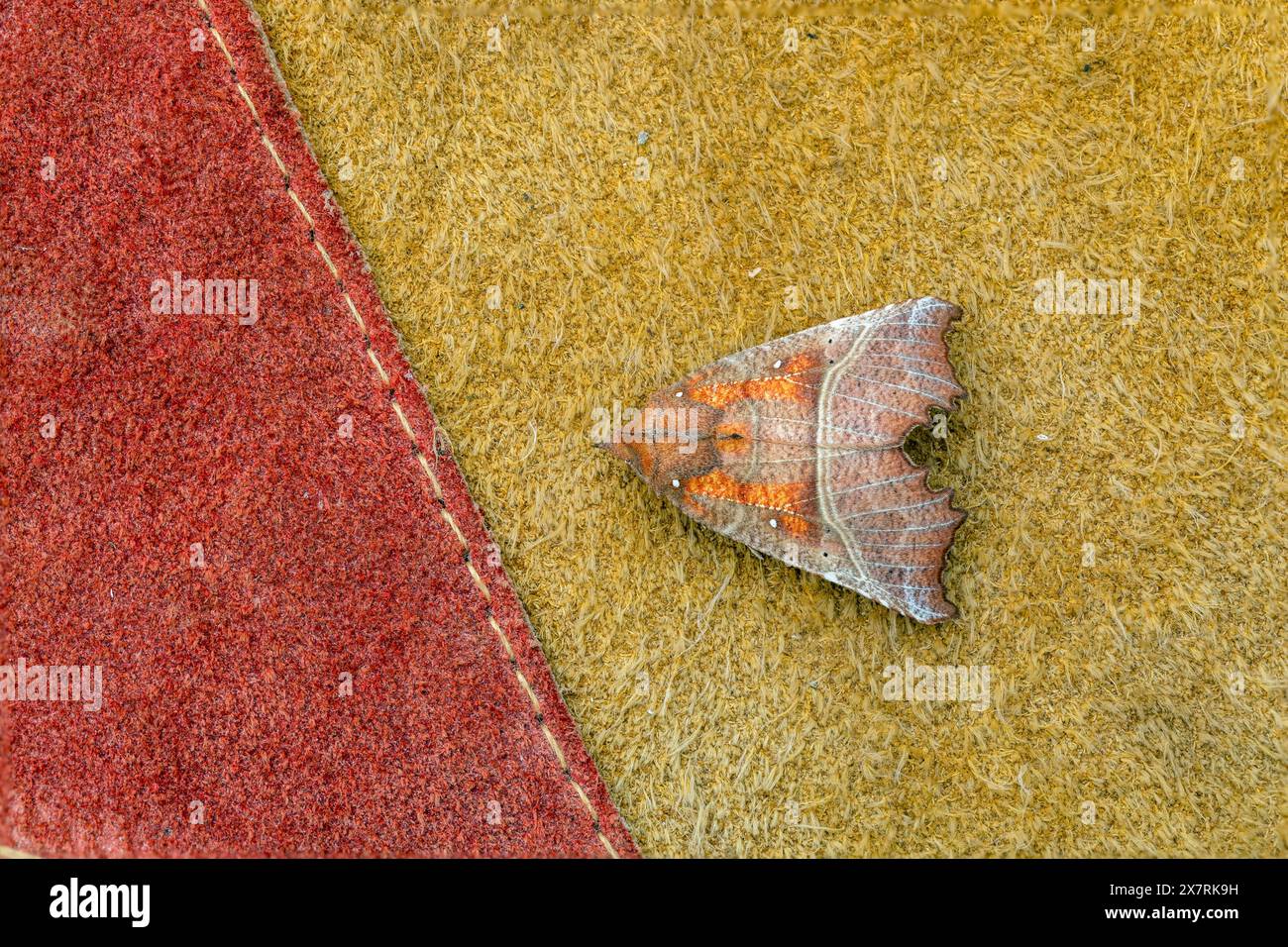 Colourful moth hi-res stock photography and images - Alamy