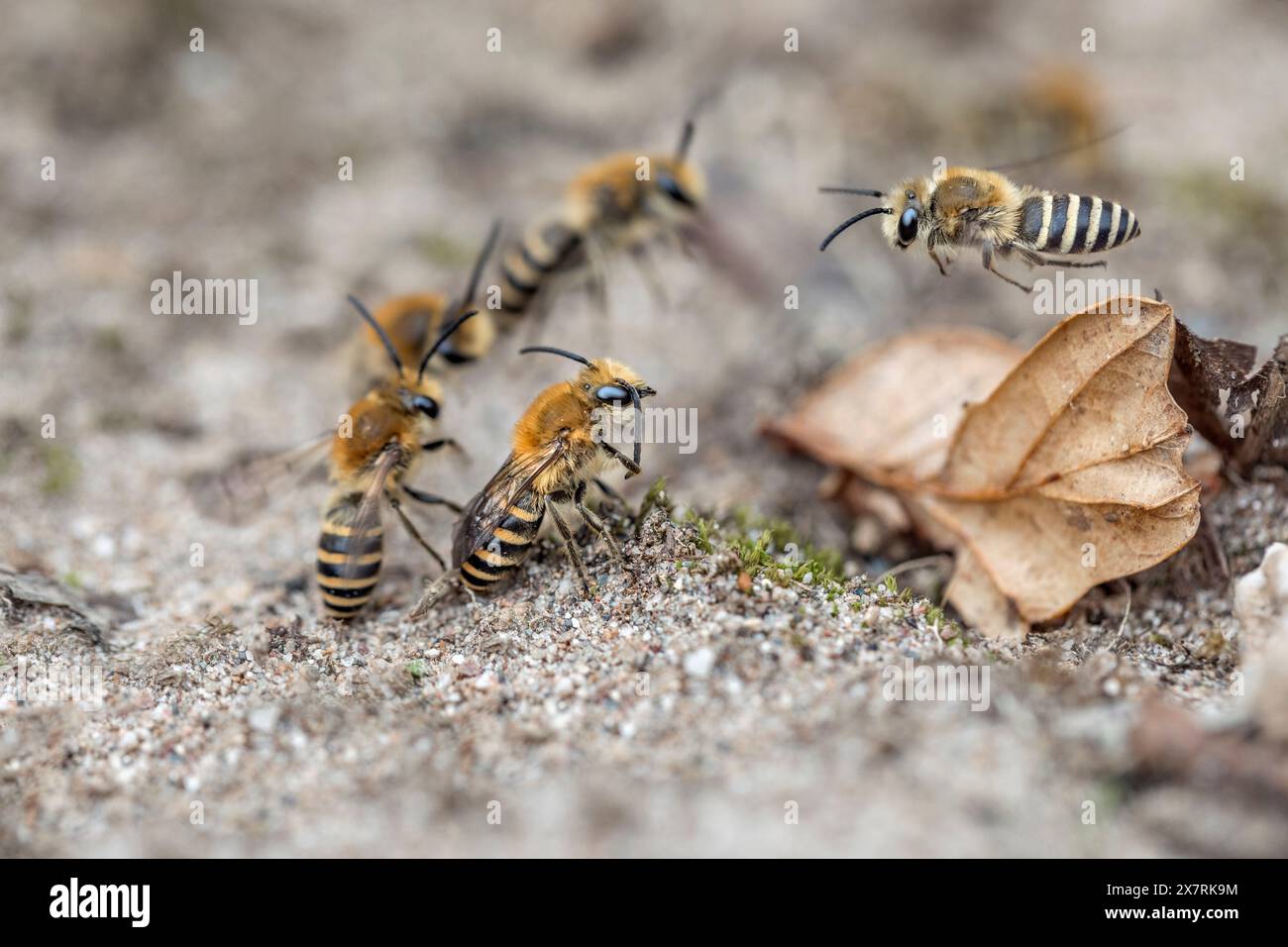 Ivy Mining Bee; Colletes hederae; Flying; UK Stock Photo - Alamy
