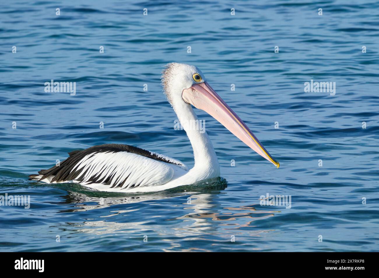 An Australian Pelican, Pelecanus conspicillatus, gliding on the ocean ...