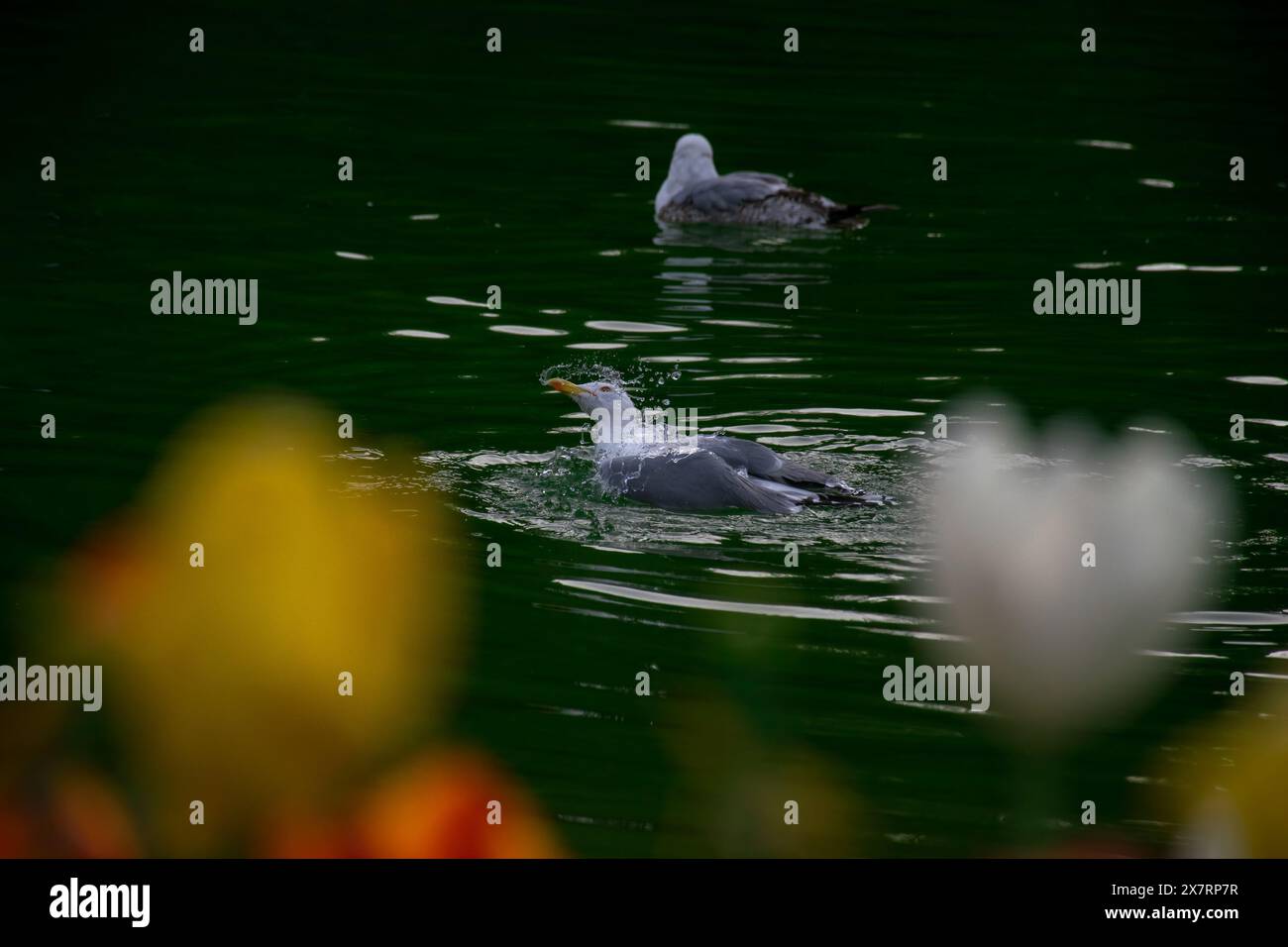 Seagulls playing in the sea, taking off, floating Stock Photo - Alamy