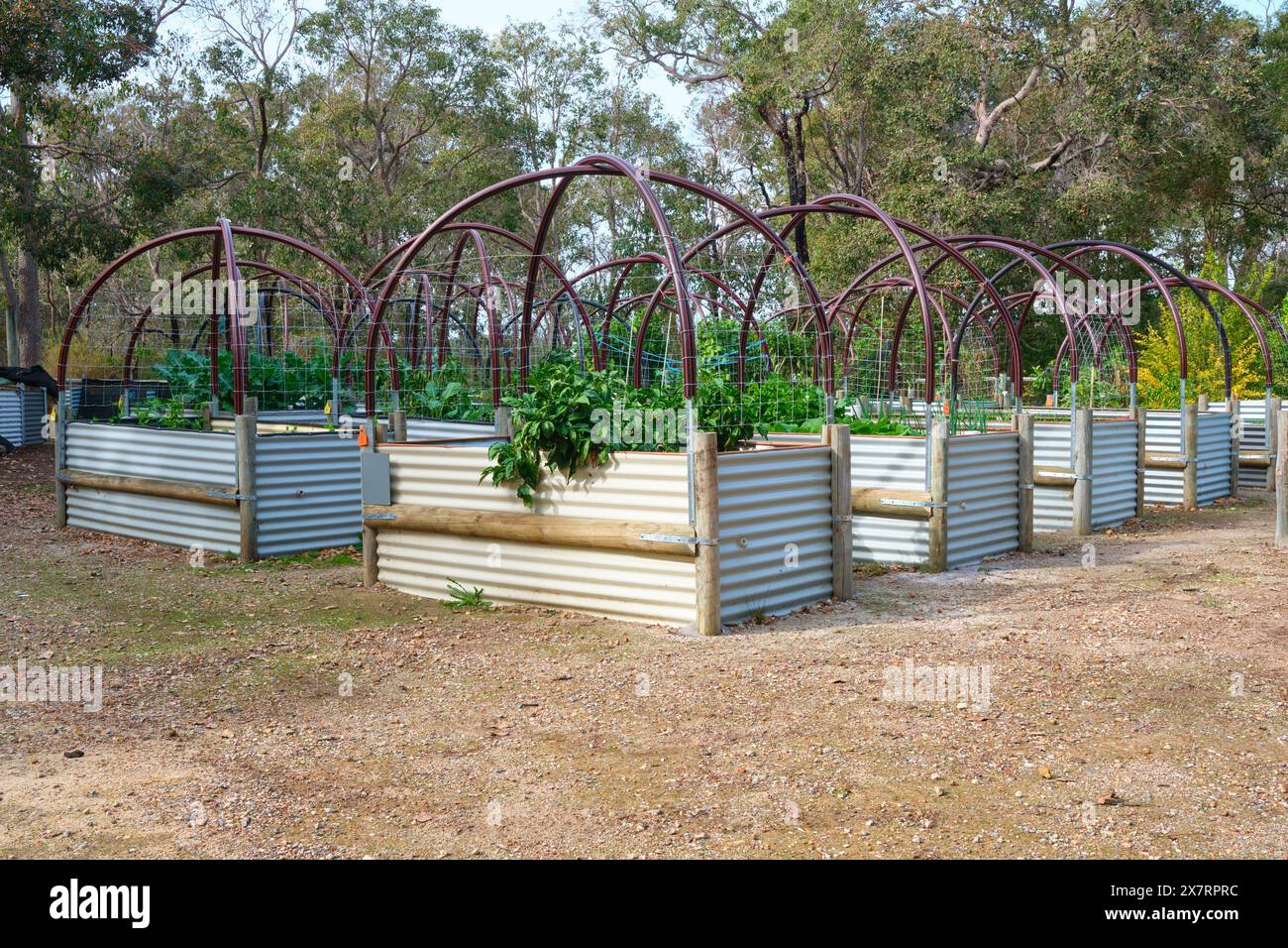 Herbs and vegetables growing in raised corrugated galvanised metal ...