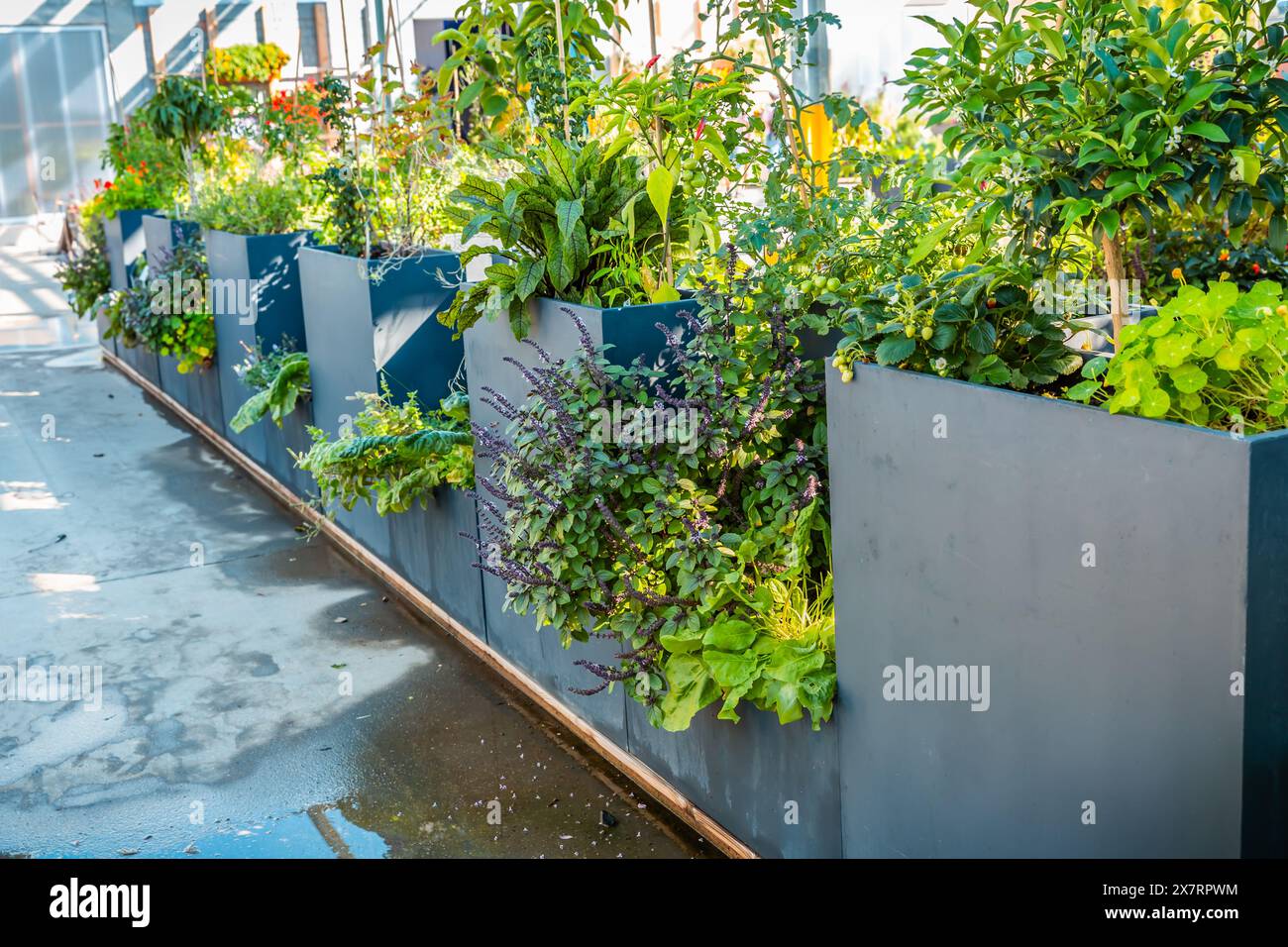 Big raised flower pots in shop, plants, herbs and vegetable for terrace ...