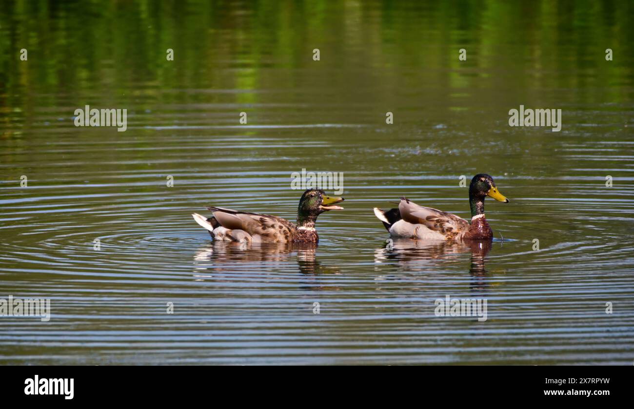 Two mallard ducks with mottled head coloring on a pond Stock Photo - Alamy
