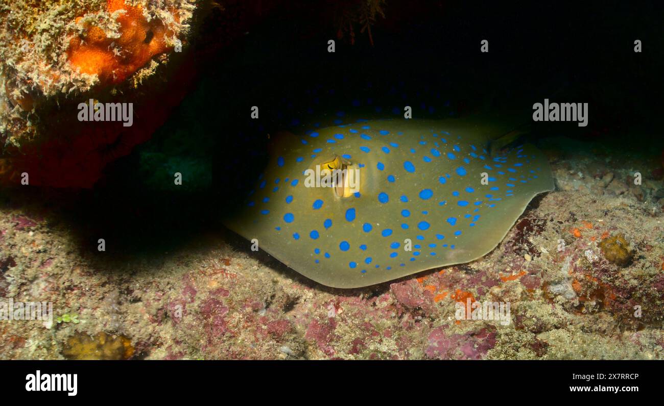 portrait of shy bluespotted stingray hiding in a crevice in the coral ...
