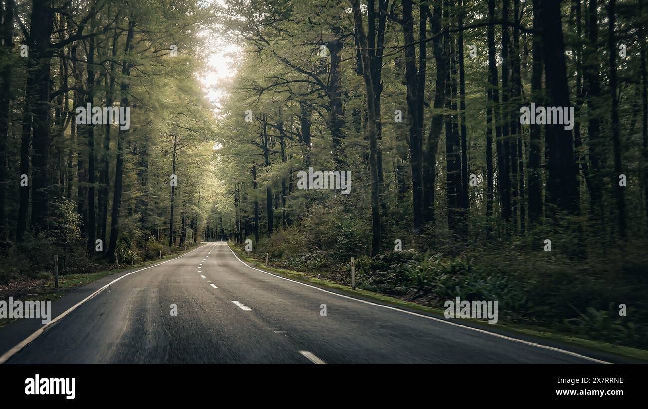State Highway Through The Forest In New Zealand Stock Photo - Alamy