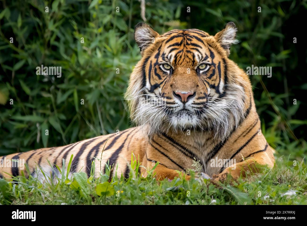 Male Sumatran Tiger Stock Photo - Alamy