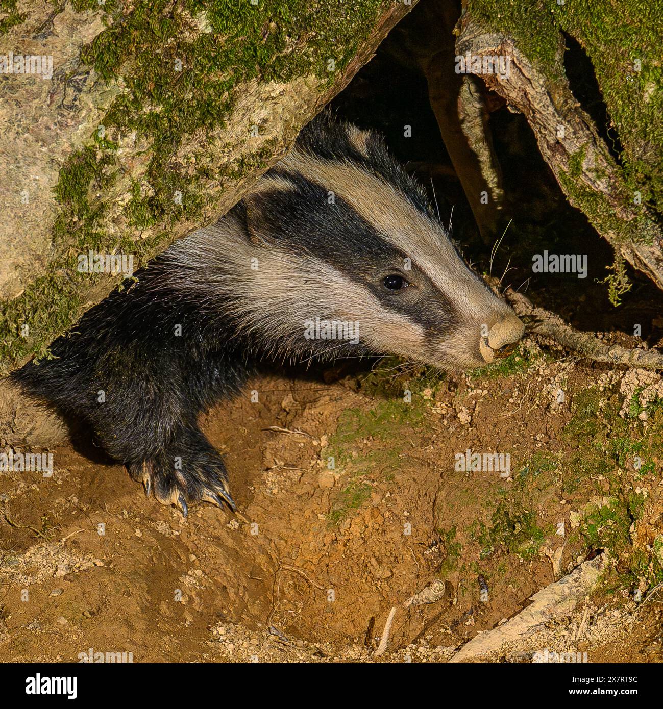 Juvenile badger hi-res stock photography and images - Alamy