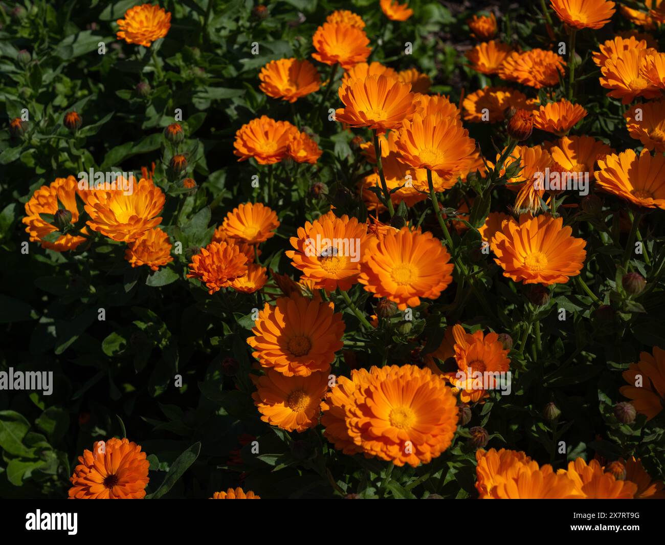Calendula flowers in bright sun with a bee Stock Photo - Alamy