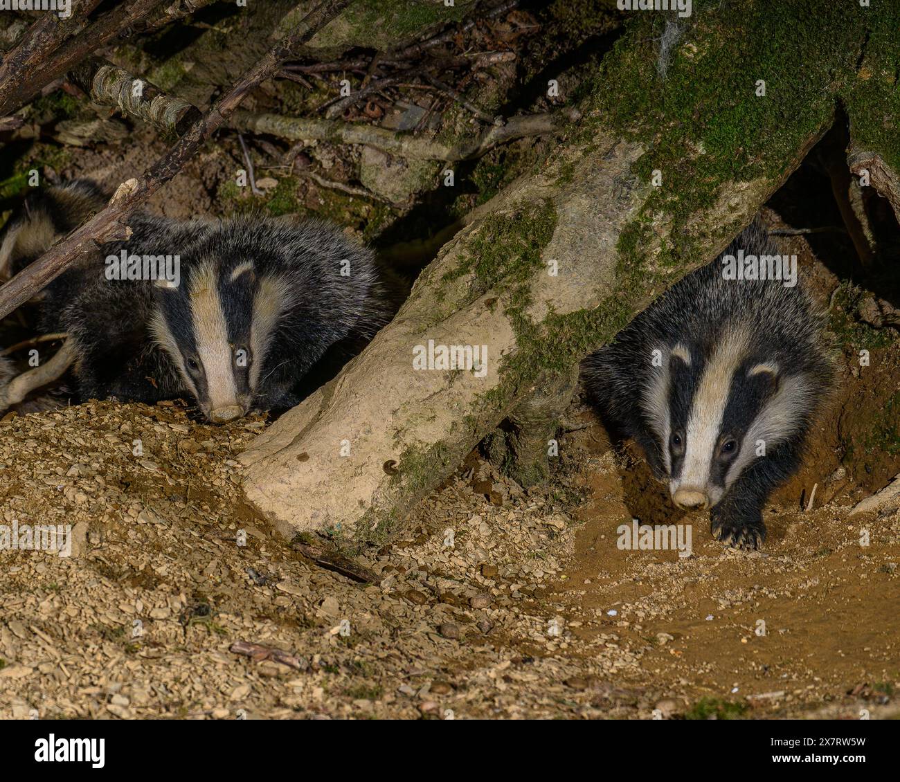 Badger night hi-res stock photography and images - Alamy