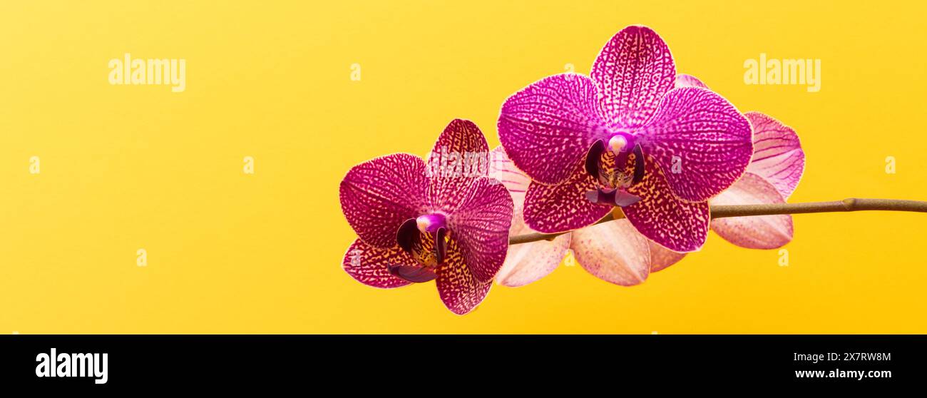 Banner with pink orchid flower in front of yellow background Stock ...