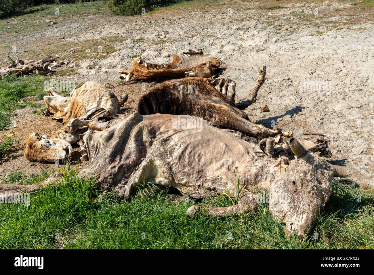 close-up view of cadavers of cows in a field in the mountains of La ...