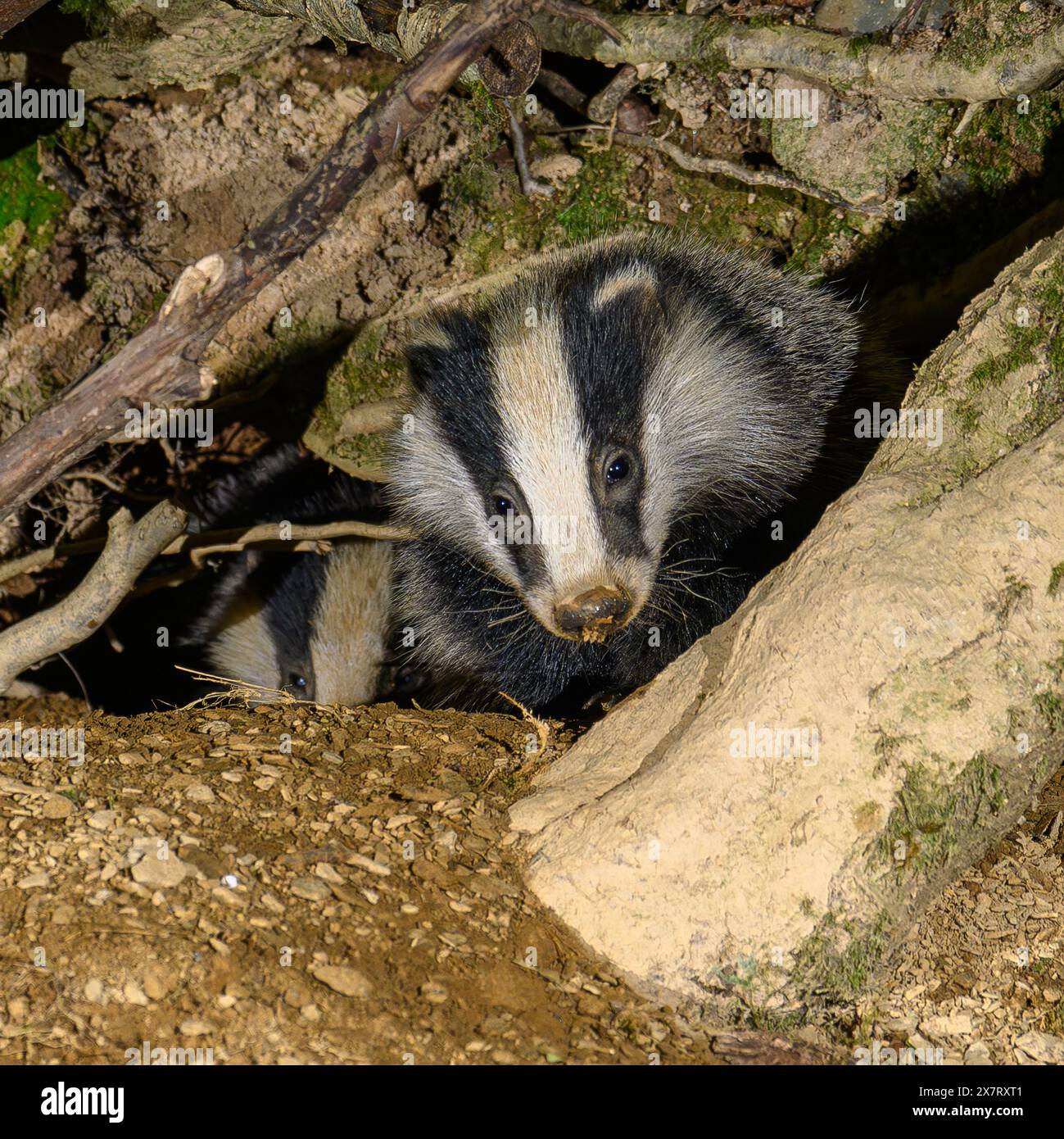 Badger cubs in uk hi-res stock photography and images - Alamy