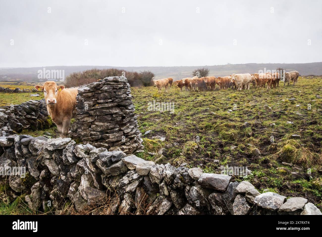 dry stone wall cattle field ireland Stock Photo - Alamy