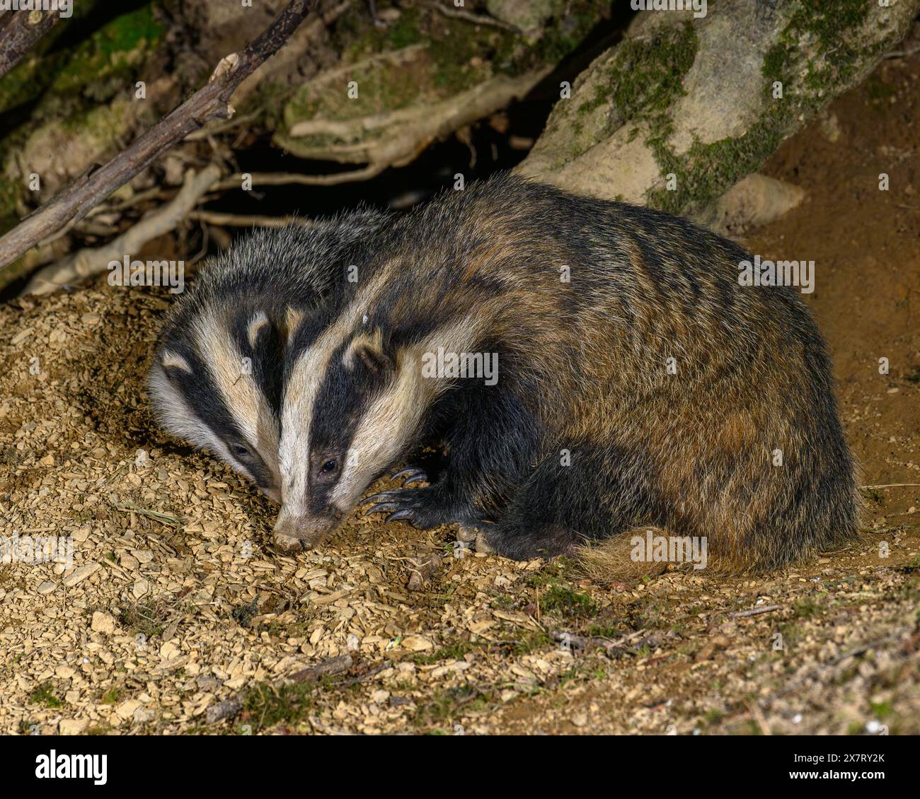 Badger night hi-res stock photography and images - Alamy