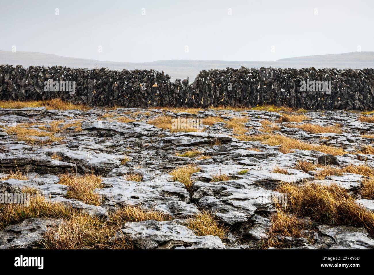 dry stone wall cattle field ireland Stock Photo - Alamy