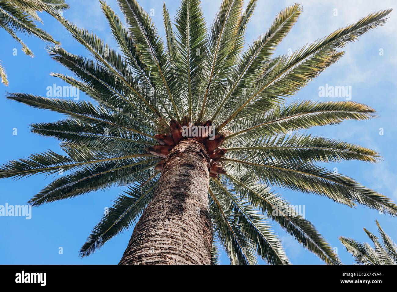 Bottom view of a powerful trunk of a palm tree and its lush crown Stock ...