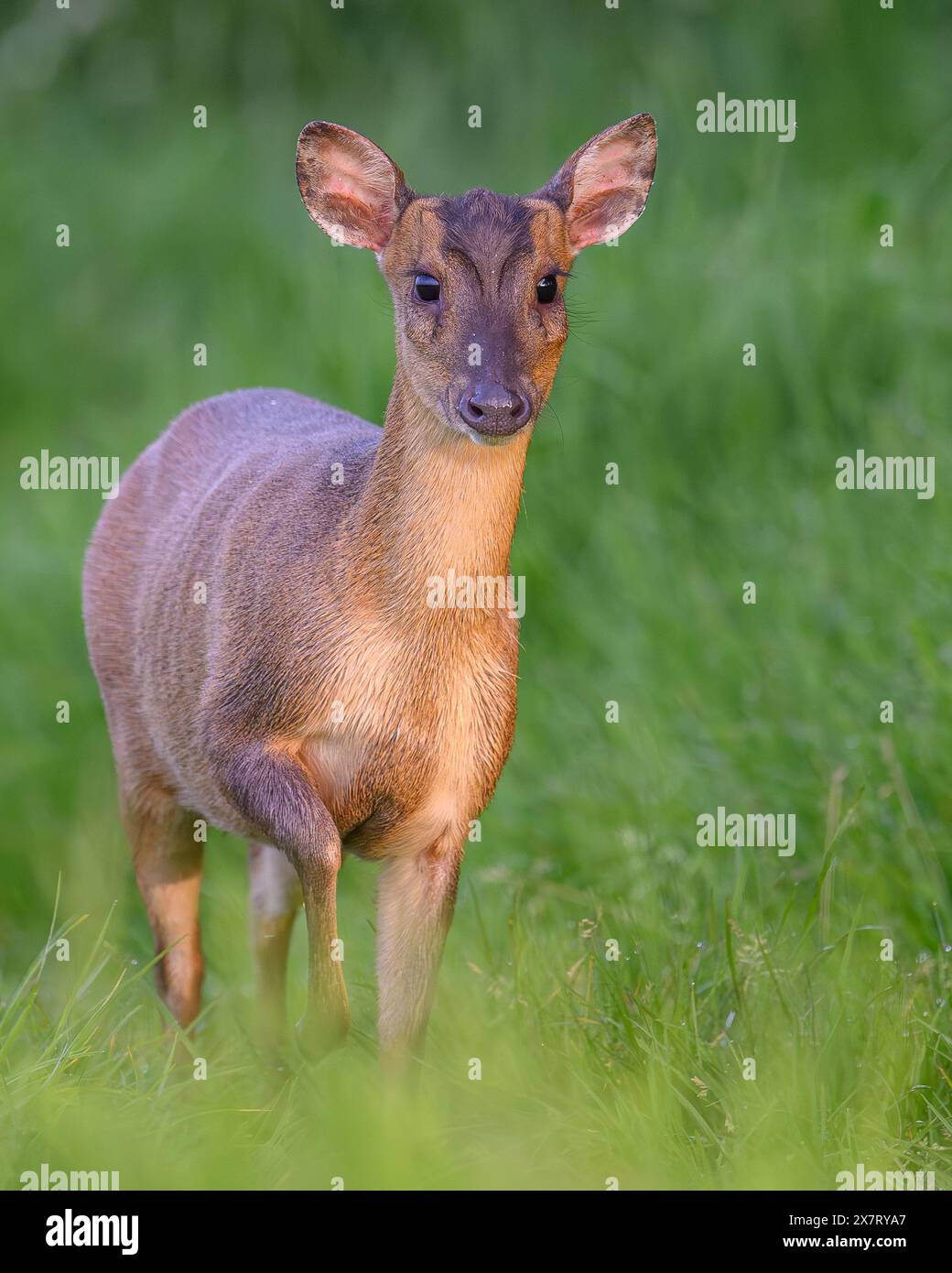 Muntjac (Barking Deer) in Oxfordshire Stock Photo - Alamy
