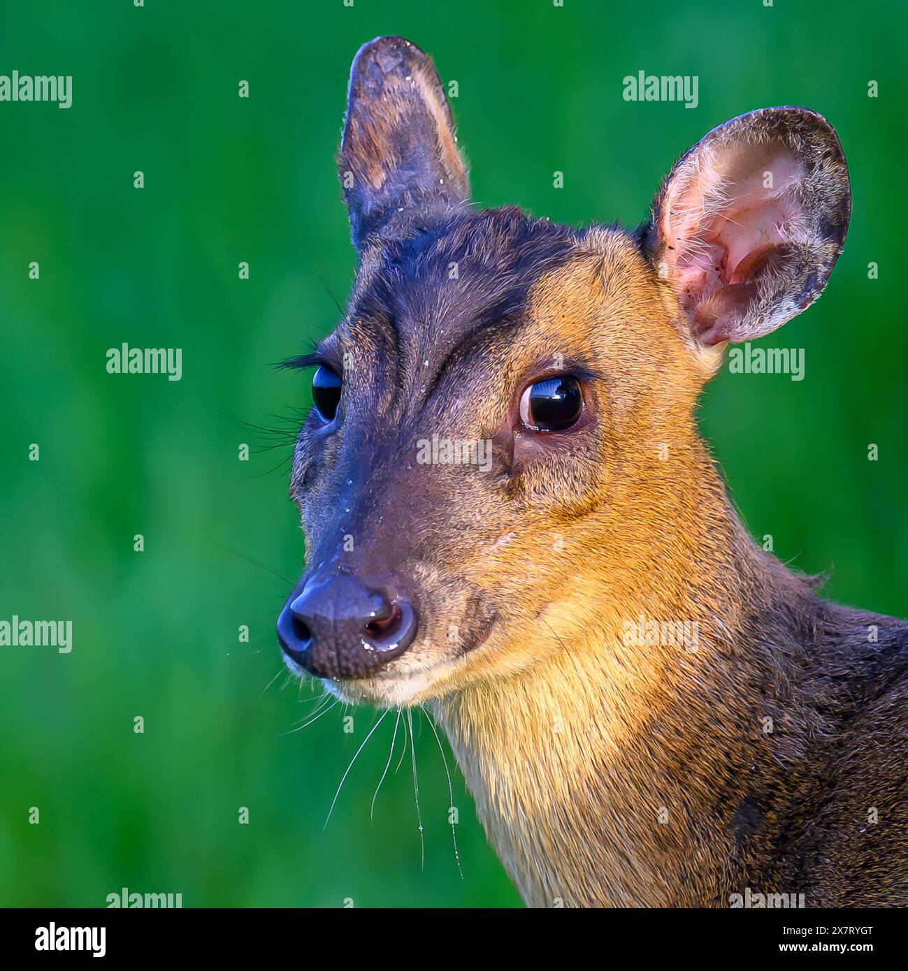 Muntjac (Barking Deer) in Oxfordshire Stock Photo - Alamy