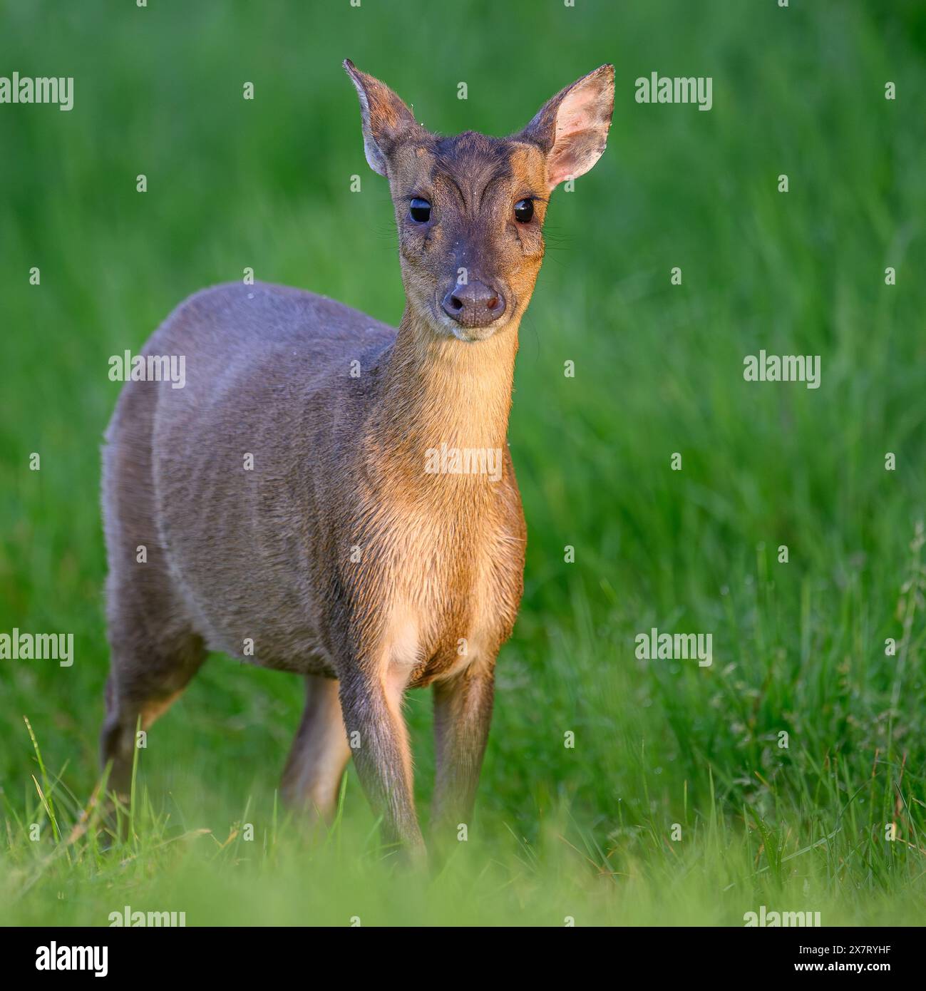 Muntjac (Barking Deer) in Oxfordshire Stock Photo - Alamy