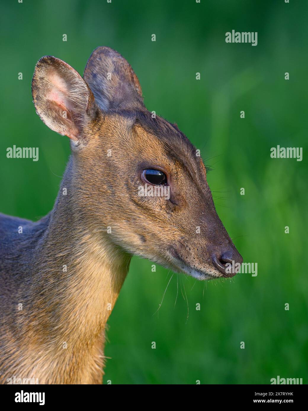 Female reeves muntjac hi-res stock photography and images - Alamy