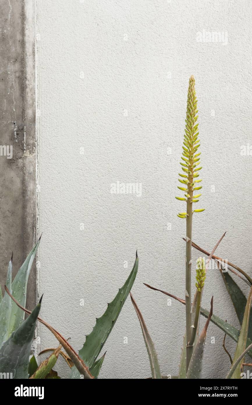 Genus aloe hi-res stock photography and images - Alamy