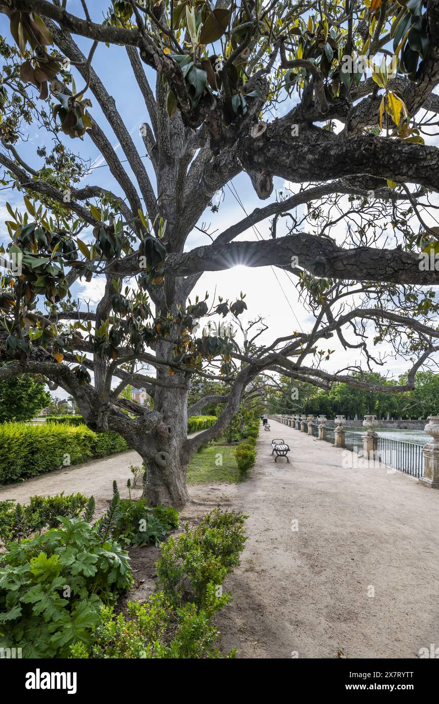 Magnolia It is an evergreen tree that can reach more than 30 m in ...