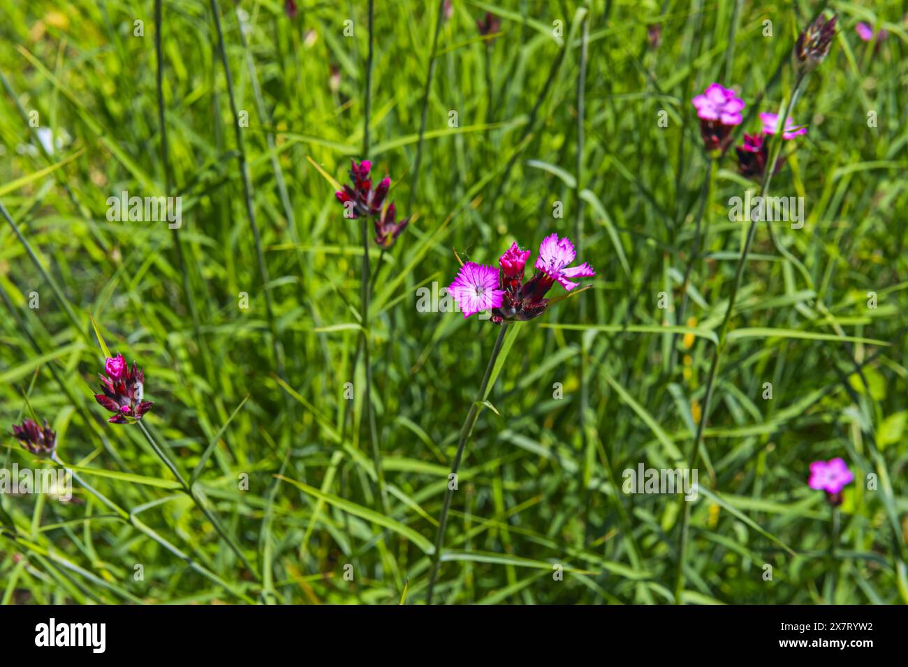 The Carthusian carnation is a species of evergreen herbaceous plant ...
