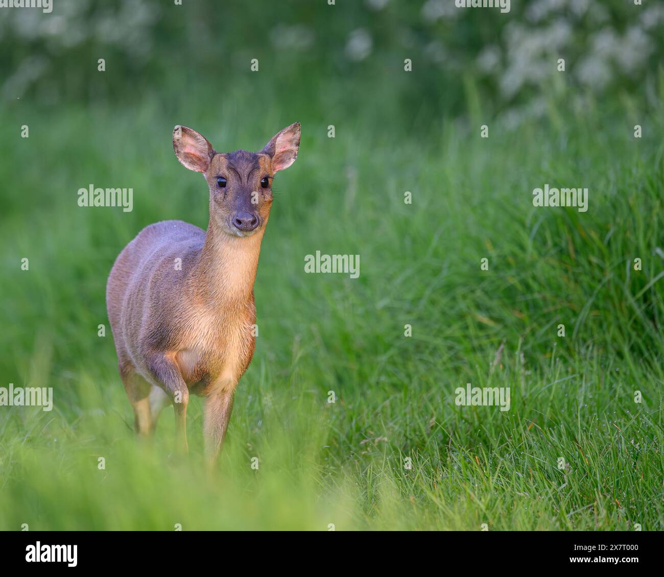 Female reeves muntjac hi-res stock photography and images - Alamy
