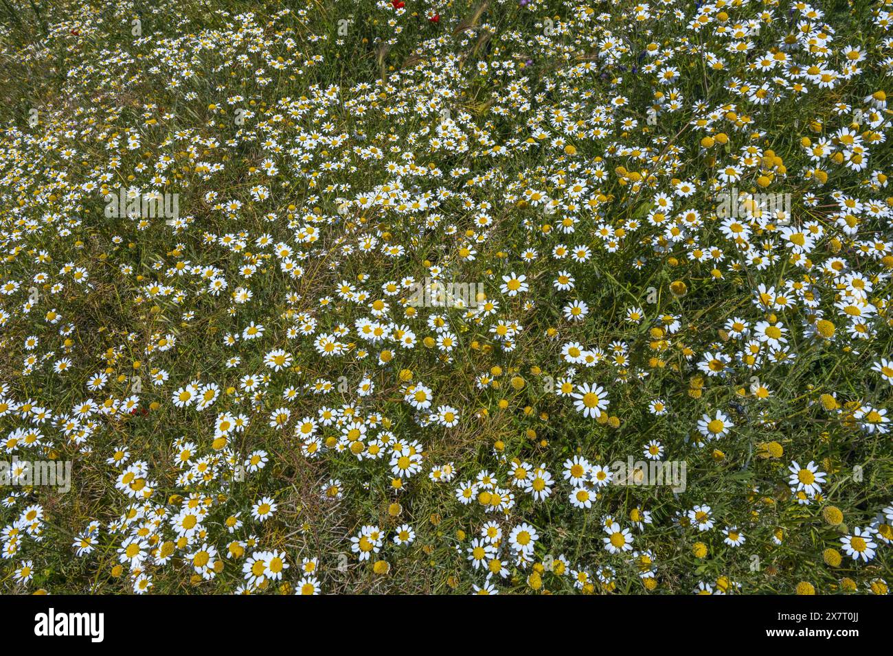 The daisy is a perennial herbaceous plant, occasionally with small ...