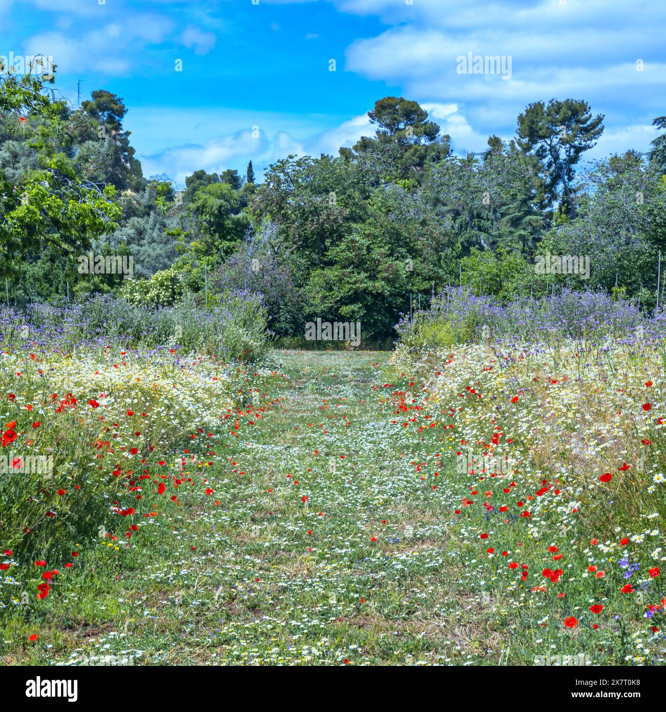 Daisy is It is edible; The leaves have been consumed in salads, usually ...