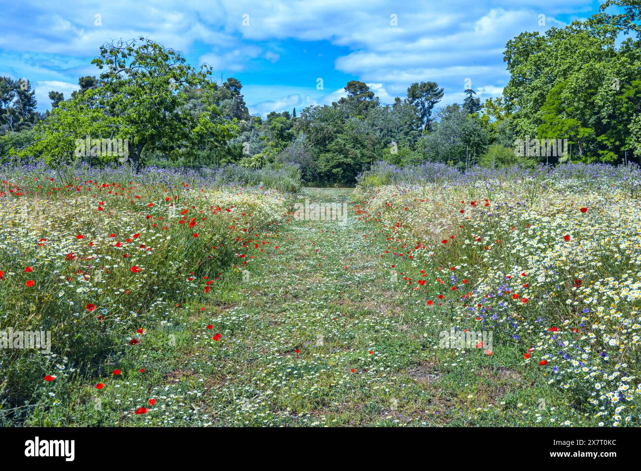 Daisy roots are used in the treatment of scurvy and dermal eczema. No ...