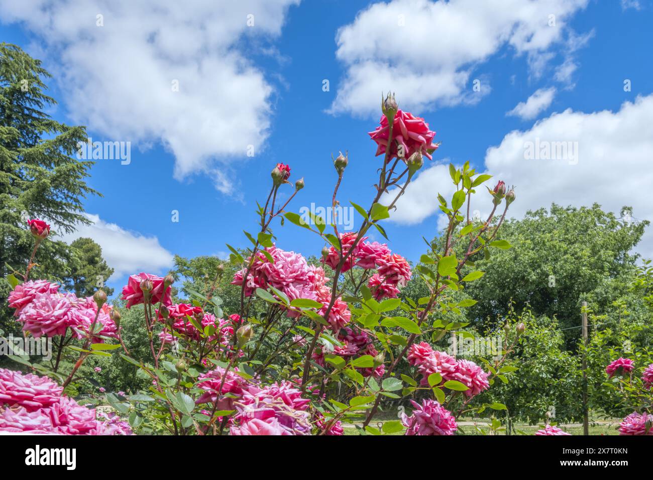 A closeup of the Rosa chinensis flower known as the China rose Chinese ...